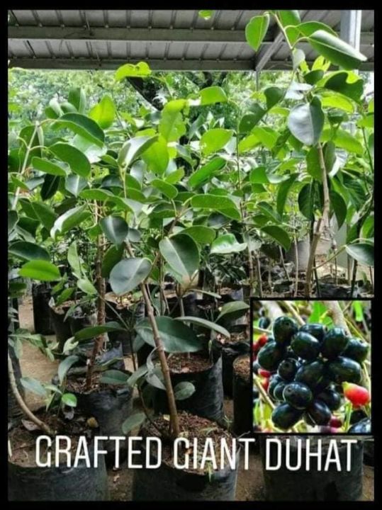 Giant Duhat with FREE plastic pot, and garden soil (Outdoor Plant, Real ...