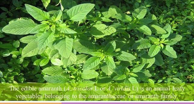 Kulitis-Chinese Spinach/Amaranth Seeds | Lazada PH