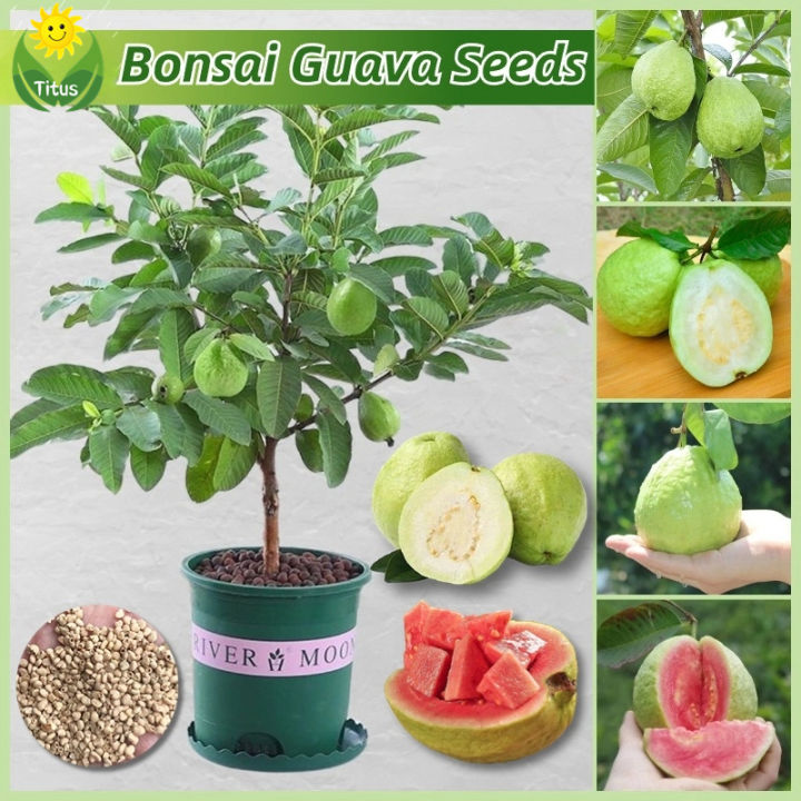 100% Legit Bonsai Guava Seeds for Planting & Gardening (70pcs/pack ...