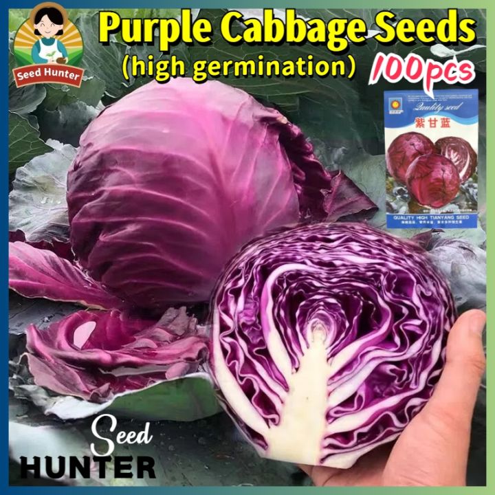 High Yield Fresh Purple Cabbage Seeds for Planting Vegetables Plants ...