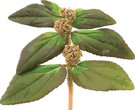 Patikan Kebo isi 5 Tanaman Herbal Di Cabut Beserta Akar | Lazada Indonesia