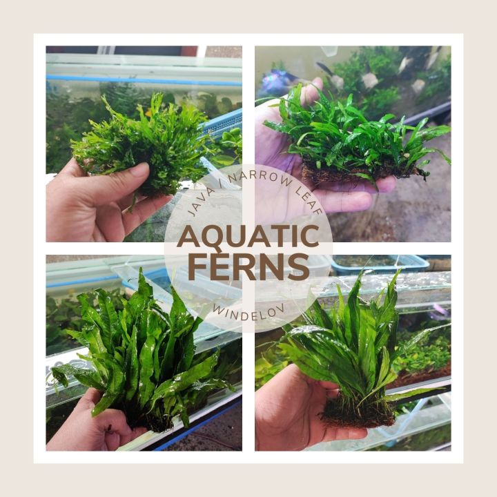 Java Fern, Narrow Leaf, Windelov Fern - Aquatic Ferns | Lazada PH