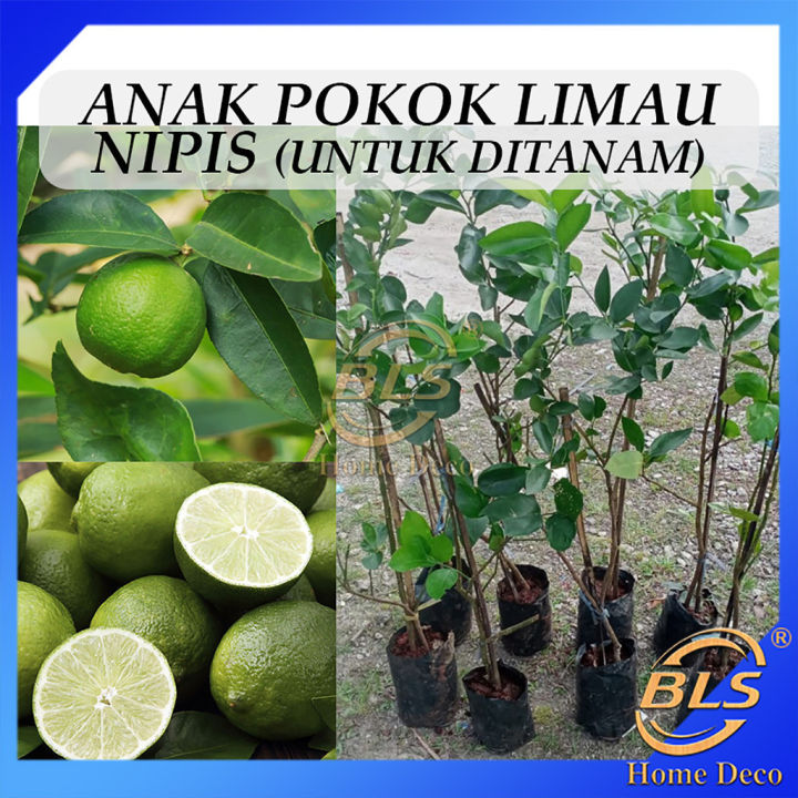 Anak Pokok Limau Nipis Untuk Ditanam Pokok Hidup Real Live Plant Key ...