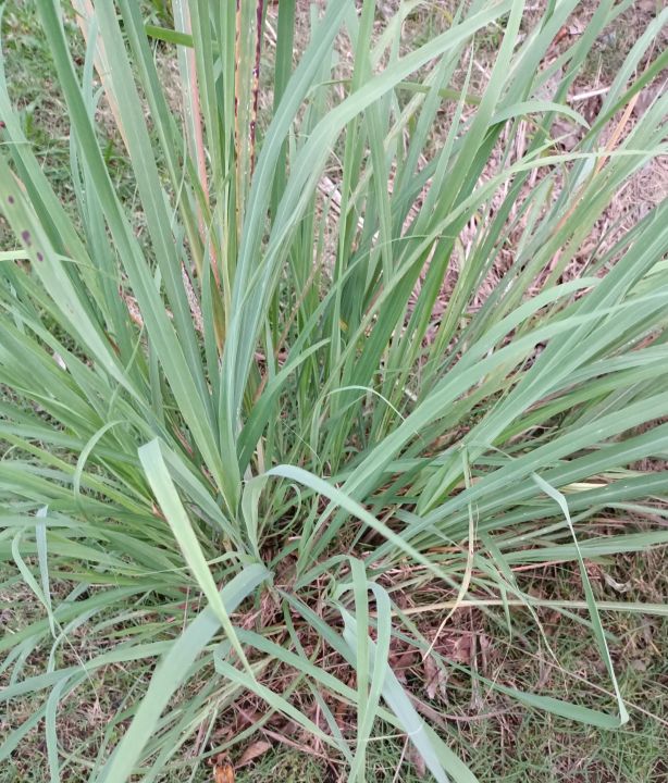 Seedling Edible Plant Lemongrass Serai Lazada