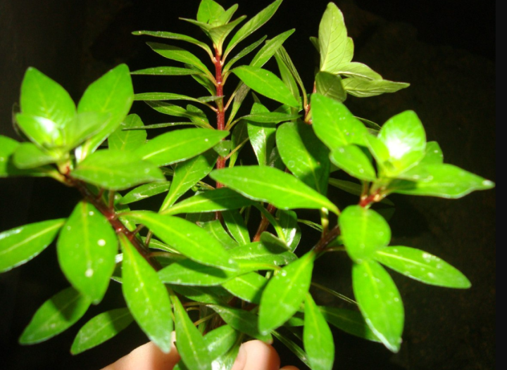 Ludwigia inclinata-cuba aquatic plants decor to your aquarium | Lazada PH