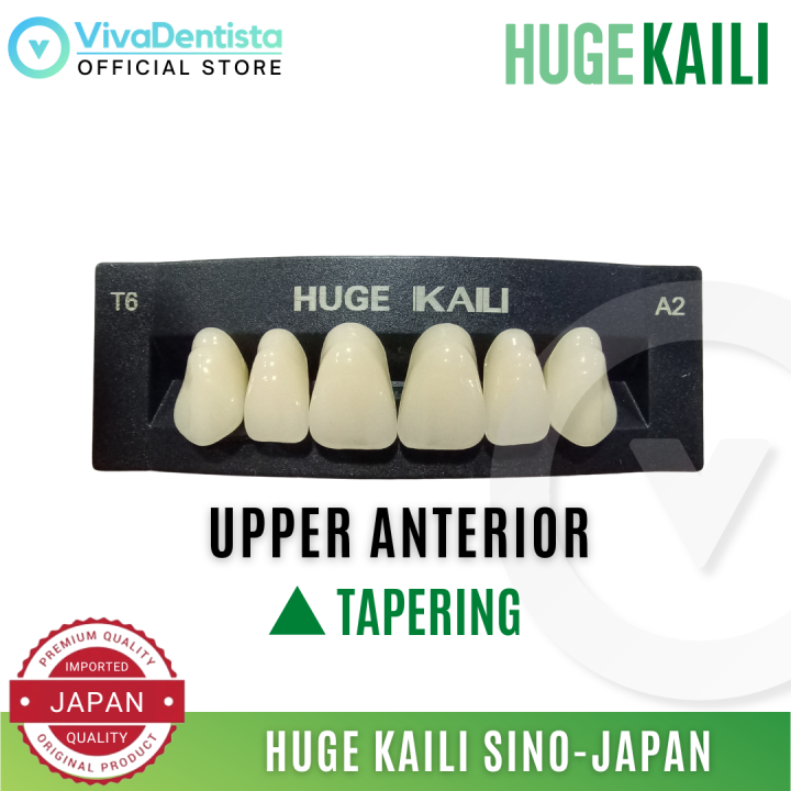 Huge Kaili Upper Anterior - Tapering (Synthetic Polymer Teeth ...