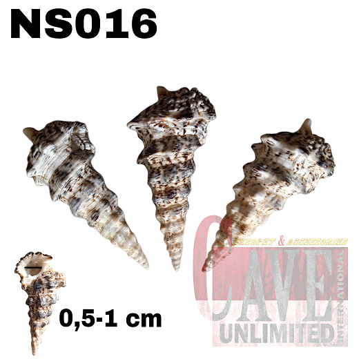 NS016 cangkang shell rumah kelomang keong umang kumang natural asli | Lazada Indonesia