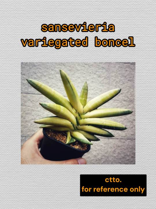 Boncel Variegated / Akebono Sanse. | Lazada PH