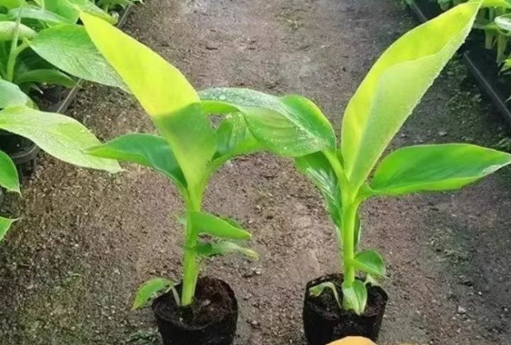 Banana tree and banana seedlings seed pot planting high-yield fruit ...