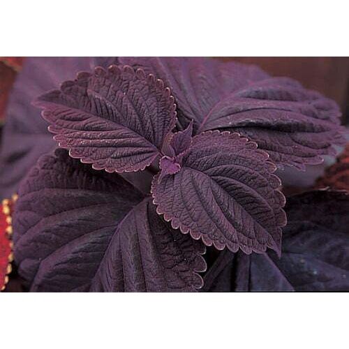 Flower Seeds : Coleus Giant Palisandra (It's a seed, not a plant!) | Lazada