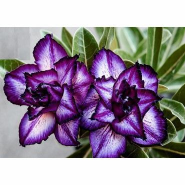 Bibit Adenium Bunga Ungu Tanaman Hias Adenium Adenium Cabang Seribu