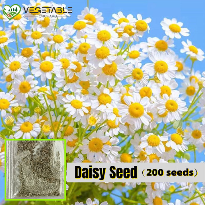 200 seeds/pack Daisy Flower Seeds (White)-Multi Stem Shasta Daisy ...