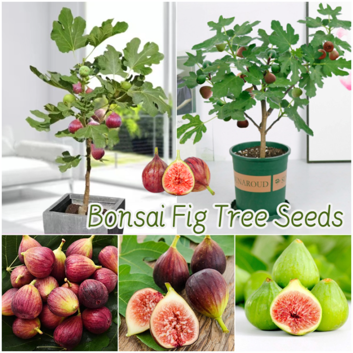 [Fast Germination] 150pcs Bonsai Fig Tree Seeds for Planting Fruit ...