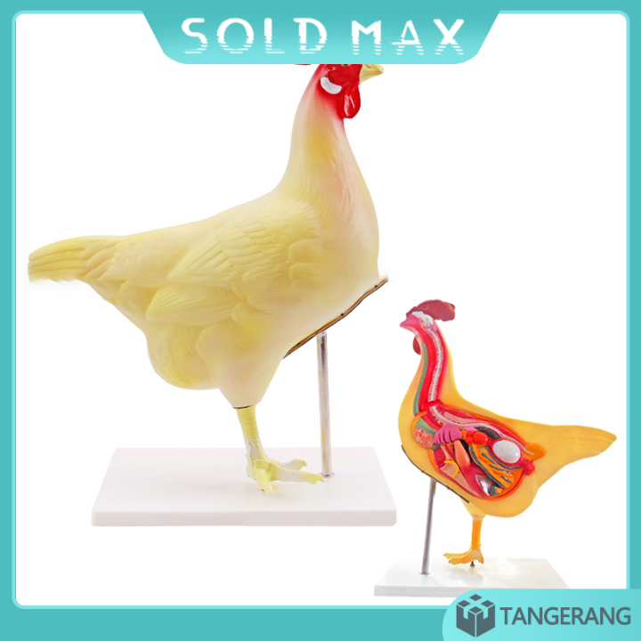 Chicken Skeleton Anatomy Model Kit-Cross Section Chicken Anatomy Model ...