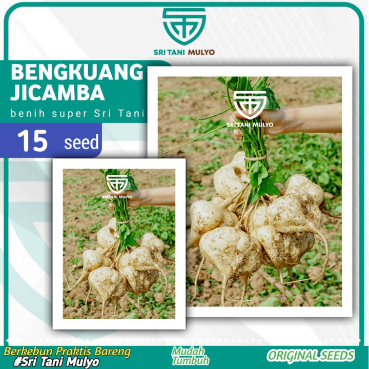 15 Biji - Benih Bengkuang JICAMBA B1 - Bibit buah Buahan Bengkuang ...
