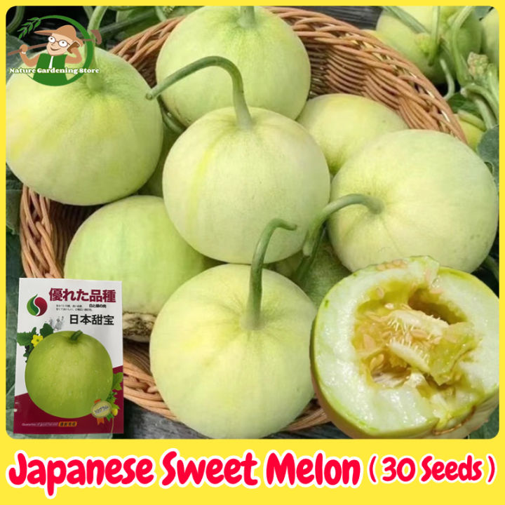 Fresh Organic Japanese Sweet Treasure Melon Seeds for Planting (30 Seed ...