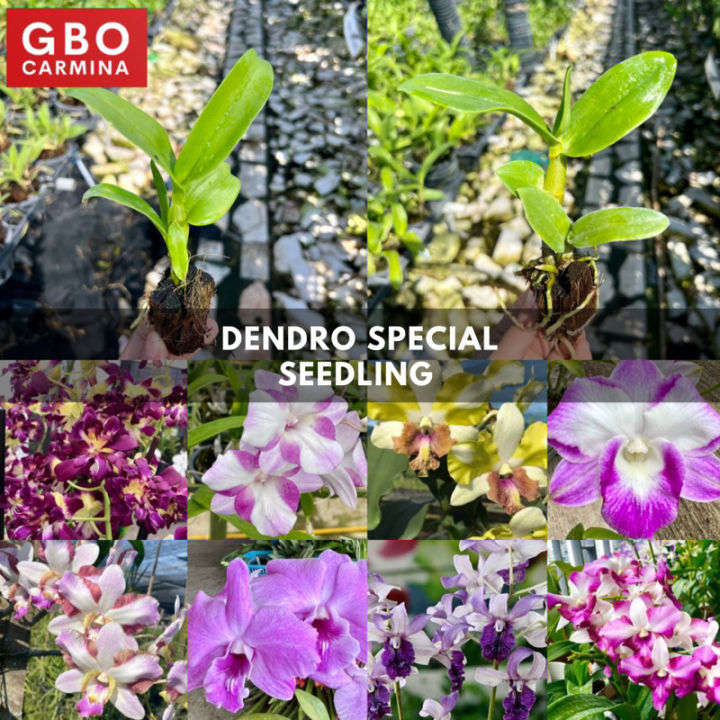 SS Dendro Special | Seedling | Orchids | King Dragon Varieties | Lazada PH