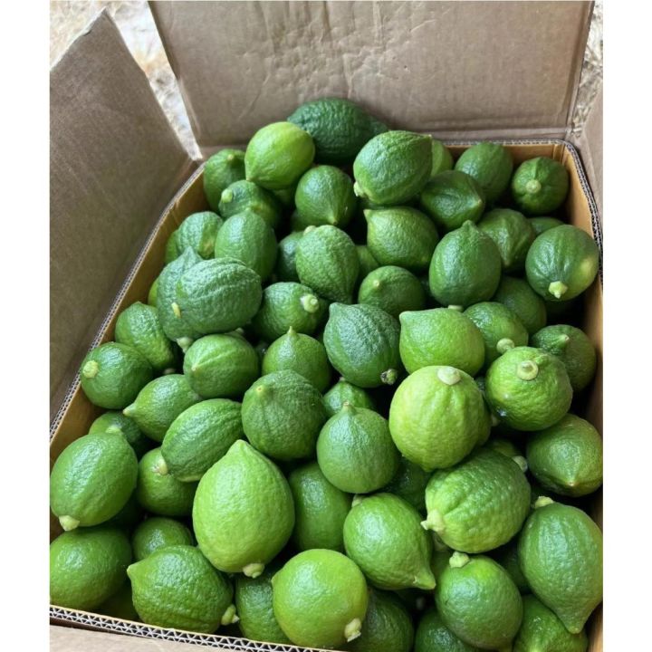 Limau Nipis Wangi Guangdong Segar Asli 广东香水柠檬新鲜正宗青柠檬 Guangdong Perfume ...