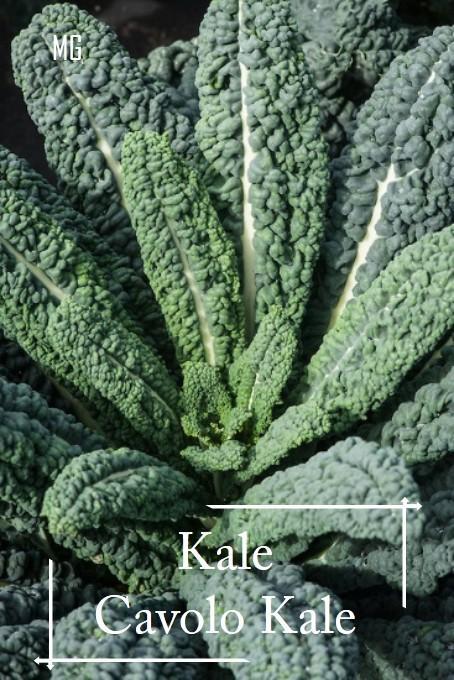 Heirloom Cavolo Kale ( Authentic Italian Seeds ) - 100 seed *Pot ...