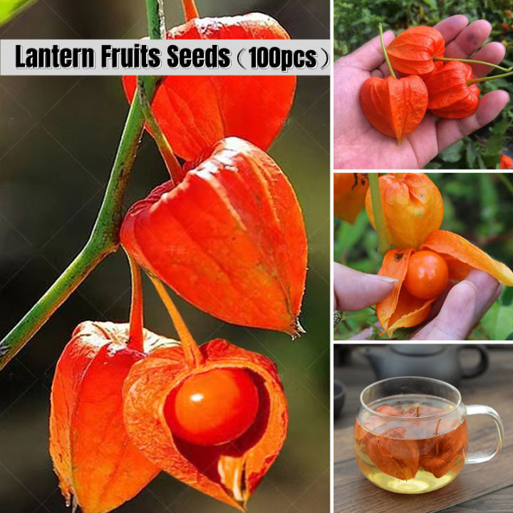100pcs High Germination Red Lantern Fruits Seeds Easy To Grow In ...