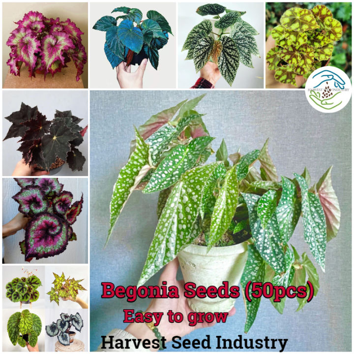 [Fast Grow] 50pcs Rare Begonia Seeds High Quality Seeding Ornamental ...