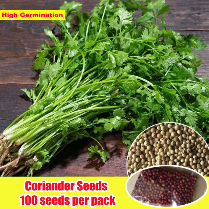 [Fast Germination] 100% Original Coriander Seeds for Planting (100pcs Fresh Seeds) Benih ...