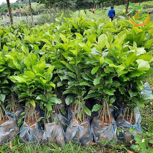Cây hạt dổi_ đặc sản núi rừng tây bắc | Lazada.vn