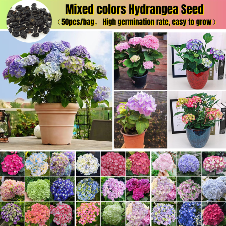 [Easy To Grow In Malaysia] Hydrangea Flower Seed for Planting (50 Seeds/pack) 绣球花 Hydrangea ...
