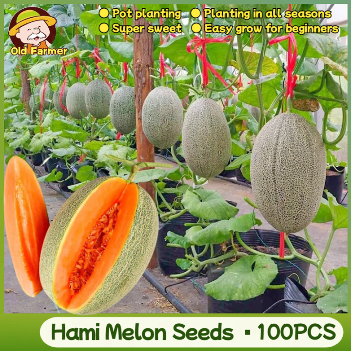 100% Original Fresh Hami Melon Seeds for Planting Fruits (High ...