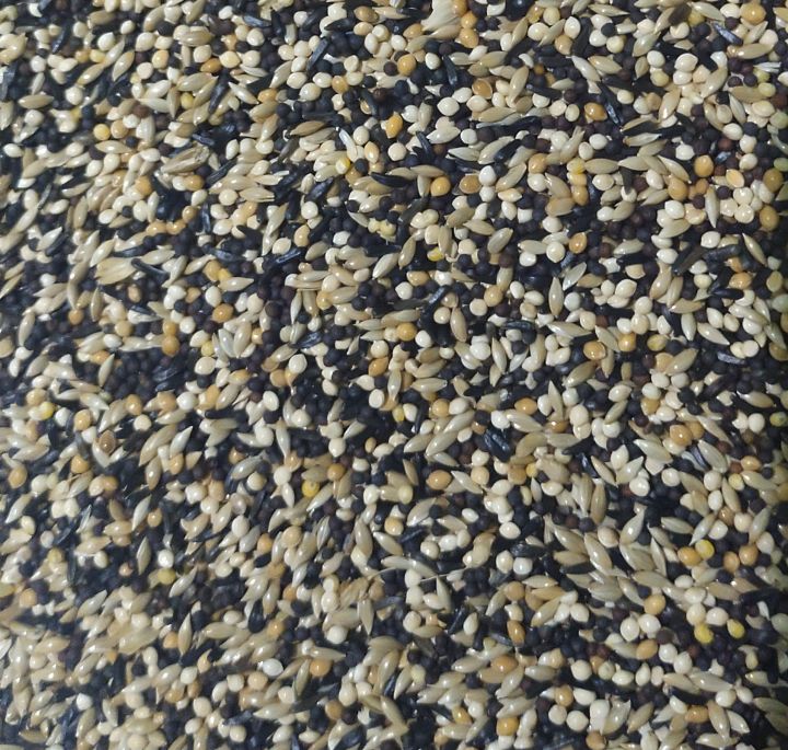 NaQaNa BIRD Pakan Kenari Harian 1 Kg Kenari Canary Seed Nigger Niger ...