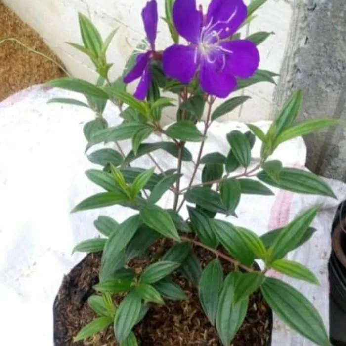 Tanaman bunga senggani,pohon senggani kembang ungu tua-tanaman hias ...