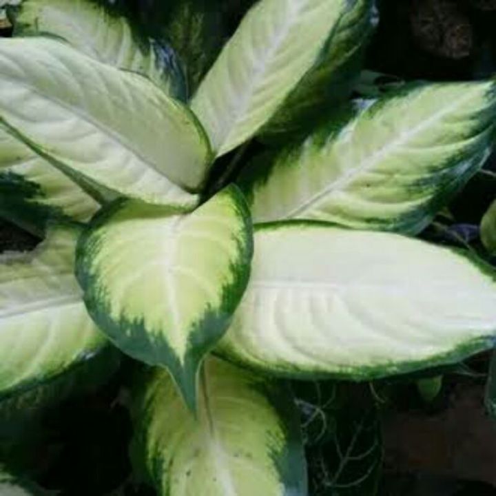 Aglonema Diven Tisu/ Blanceng tisu (tanaman hidup-bunga hidup Besar ...