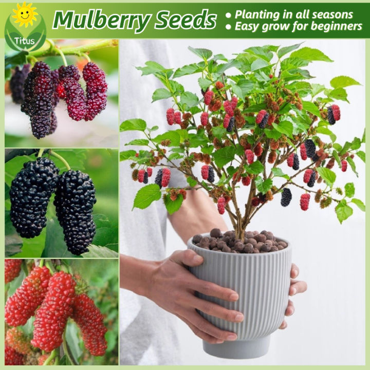 100% Legit Fresh Mulberry Seeds for Planting & Gardening (150pcs/pack) Mulberry Fruit Seeds ...