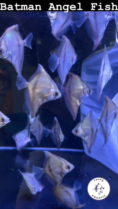 Batman Angelfish / Freshwater / 蝙蝠昌鱼 | Lazada