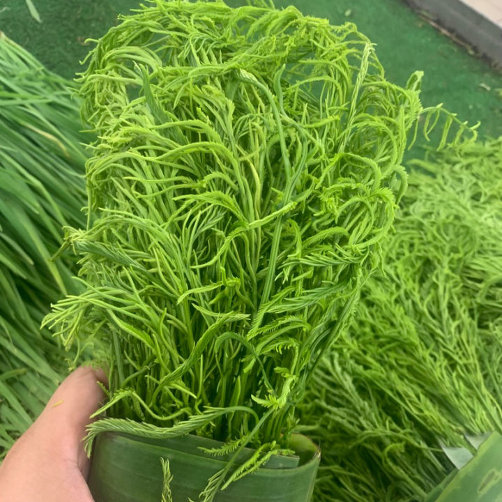 Fresh Thai Cha Om Pucuk Ulam Petai Siam / Shaom 1 ikat asian taste ...