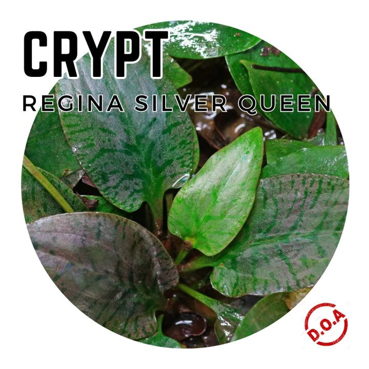 [Aquatic Plant] Cryptocoryne Rare Regina Silver Queen Plants Crypt Low ...