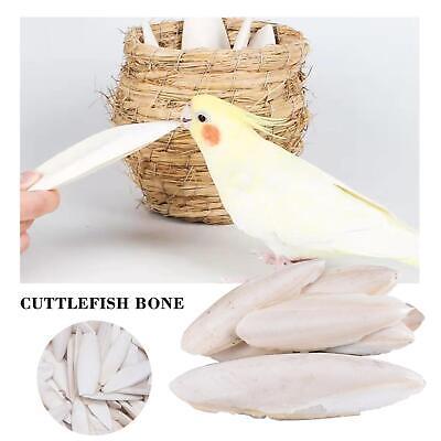 Premium Cuttle Bone for Birds and Reptiles - Natural Calcium Source for ...