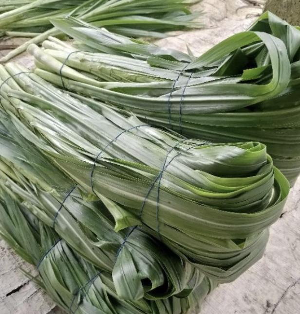 Daun Napier pandan/Australian dwarf (box packaging ) 1kg for pets | Lazada