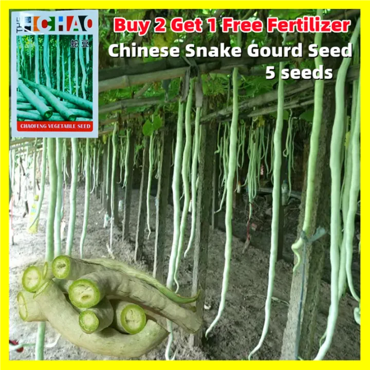 Long Chinese Snake Gourd Seed - 5 Seeds Giant Long Variety Python Snake ...