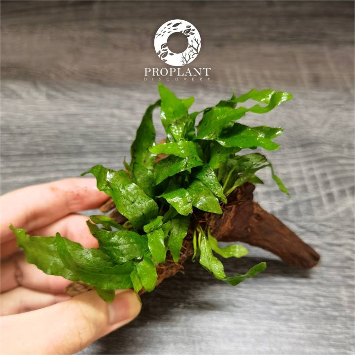🔥Microsorum Pteropus "Java Fern"🔥 ( Low Tech Plant / Aquarium ...