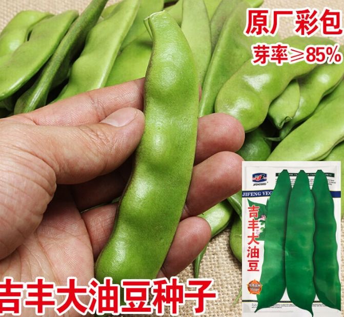 Northeast oil bean seed a little red oil bean seed general bean in the ...