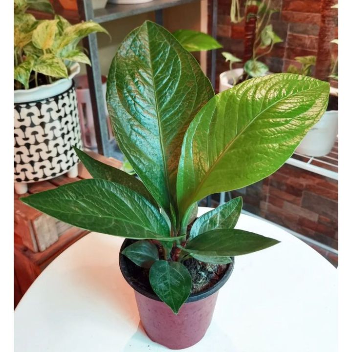 Tanaman hias Anturium jemani / Anthurium jenmanii | Lazada Indonesia