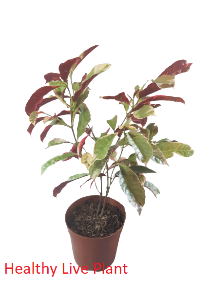 Picara Plant (Height: 10 to 14 Inches) | Lazada PH