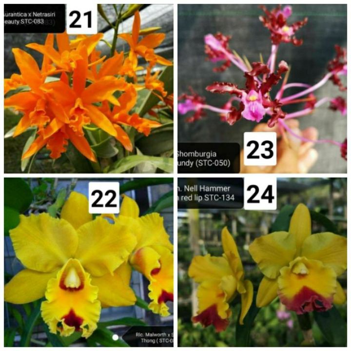 Orkid cattleya. Cattleya Orchids. Cattleya hybrid. Saiz anak dalam pasu ...