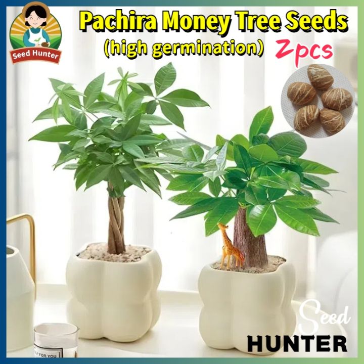 Fresh Rare Pachira Money Tree Seeds for Planting (2 Seed) Braided Money ...