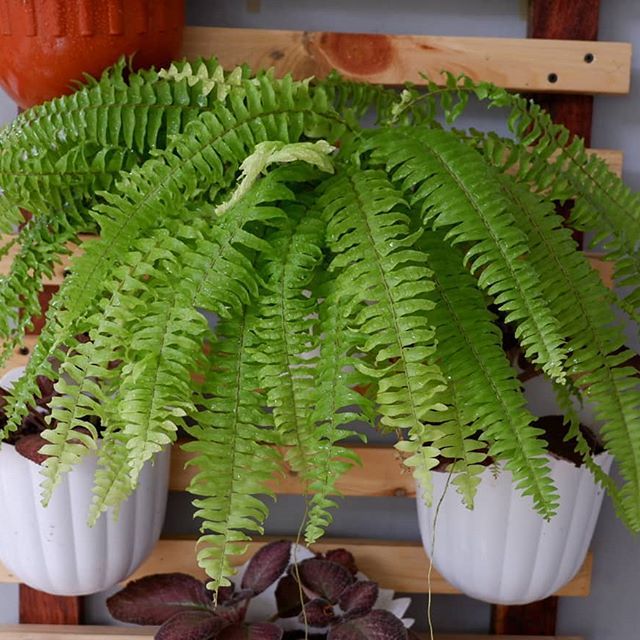 pakis boston Pembersih udara tanaman indoor Boston fern Tanaman Hidup ...