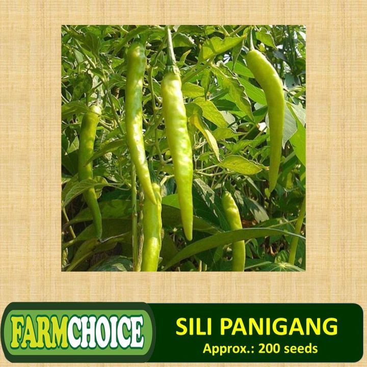 buy one get one free，50 seeds (not plants) SILI PANIGANG / Siling Haba ...