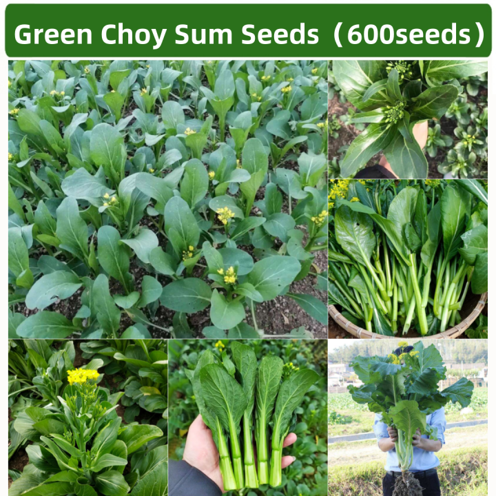 600seeds Choysum Seeds /Tsoi Sum Seeds/CHOI SUM SEEDS/High germination rate | Lazada PH