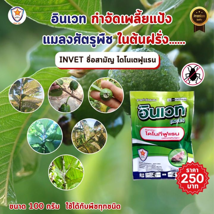 INVET ยาฆ่าแมลงชนิดดูดซึม ไดโนเตฟูราน และปุ๋ยสตาร์เฟอร์ 30-20-5 ฉีดพ่น ...