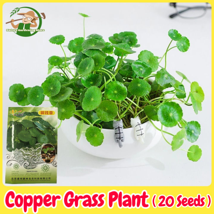 100% Legit Copper Grass Plant Seeds for Planting & Gardening (20 Seeds ...